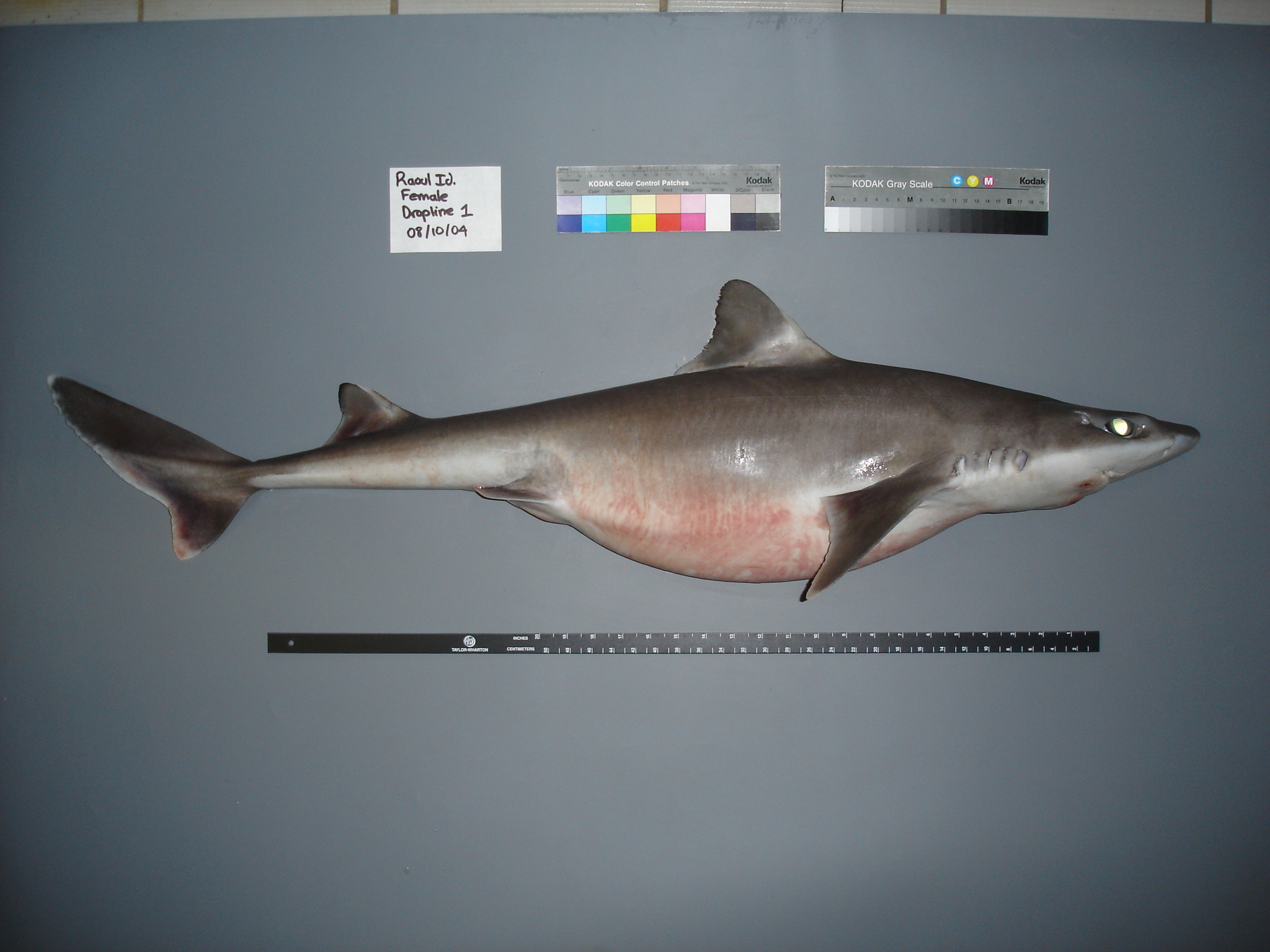 Squalus griffini Phillipps, 1931