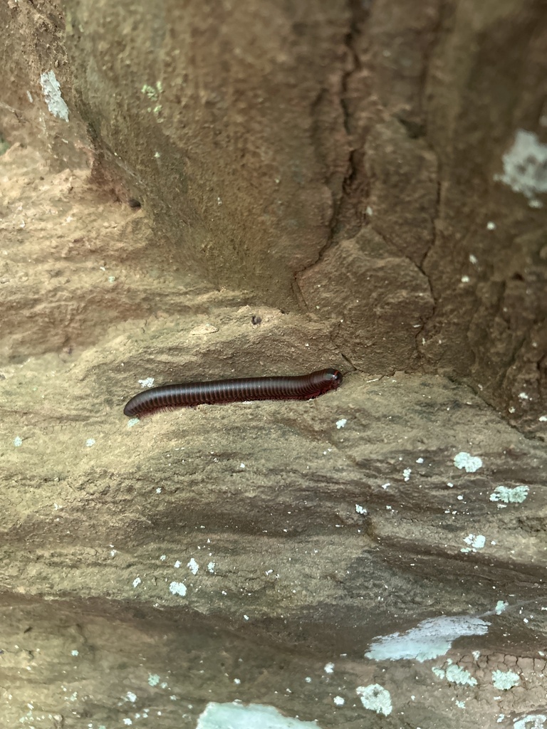 American Giant Millipede Complex from Savannah River Bluffs Heritage ...