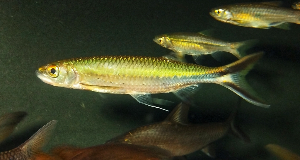 (Luciosoma) - Marine Life Identification