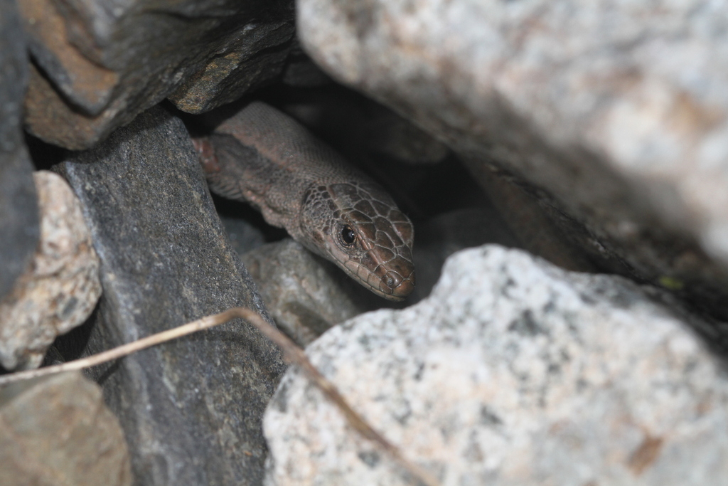 Pyrenean Rock Lizard in May 2024 by Samuel GUIRAUDOU · iNaturalist