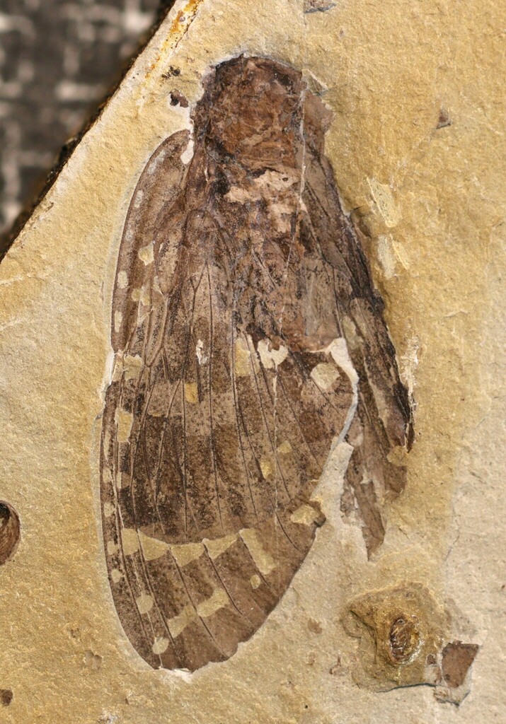 Palaeontinidae from Jinzhou, Liaoning, China on August 17, 2024 at 09: ...