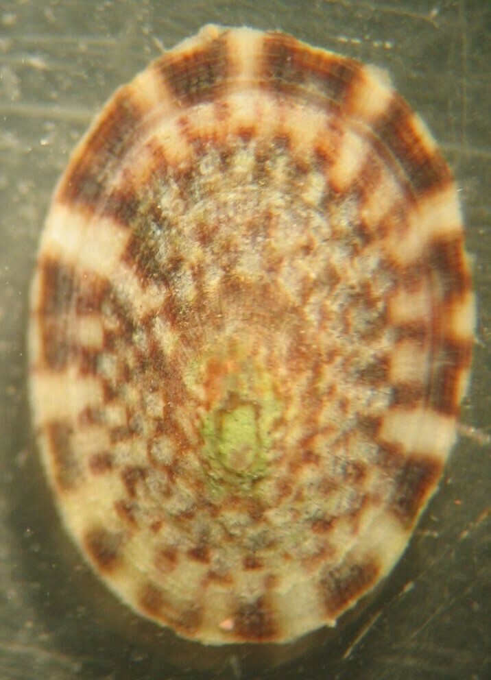 Tortoiseshell Limpet from Magadan gorsovet, RU-MG, RU on July 14, 2009 ...
