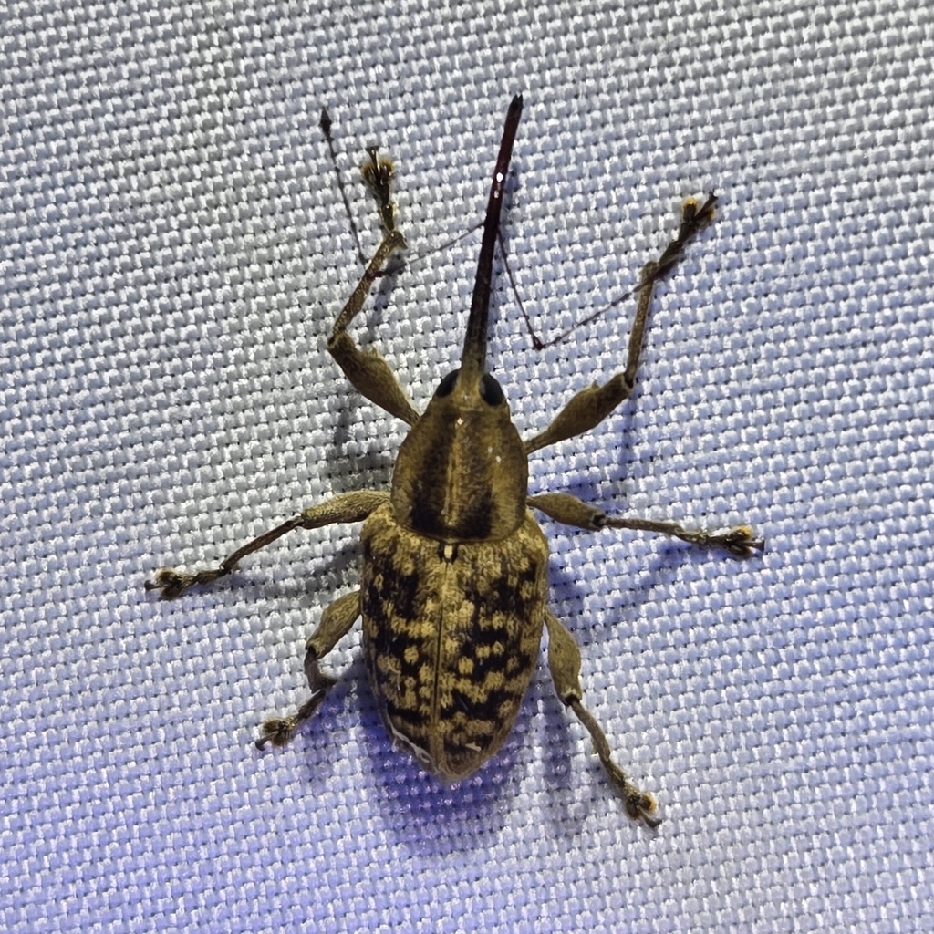 large chestnut weevil from Hockessin, DE, USA on August 27, 2024 at 11: ...