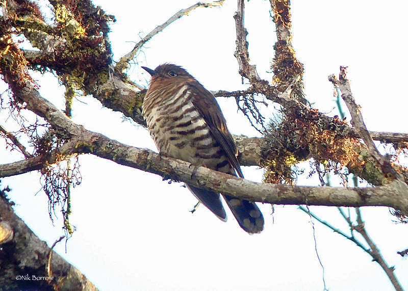 Chrysococcyx ruficollis (Salvadori, 1876)