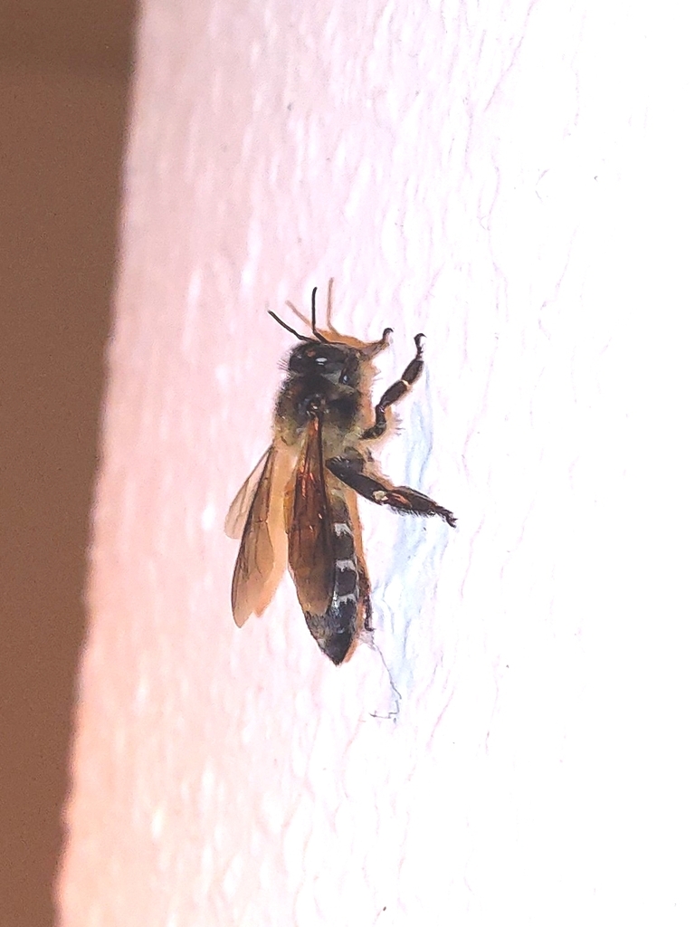 Giant Honey Bee from Tso Kung Tam Outdoor Rec. Centre, Tsuen Wan, Hong ...