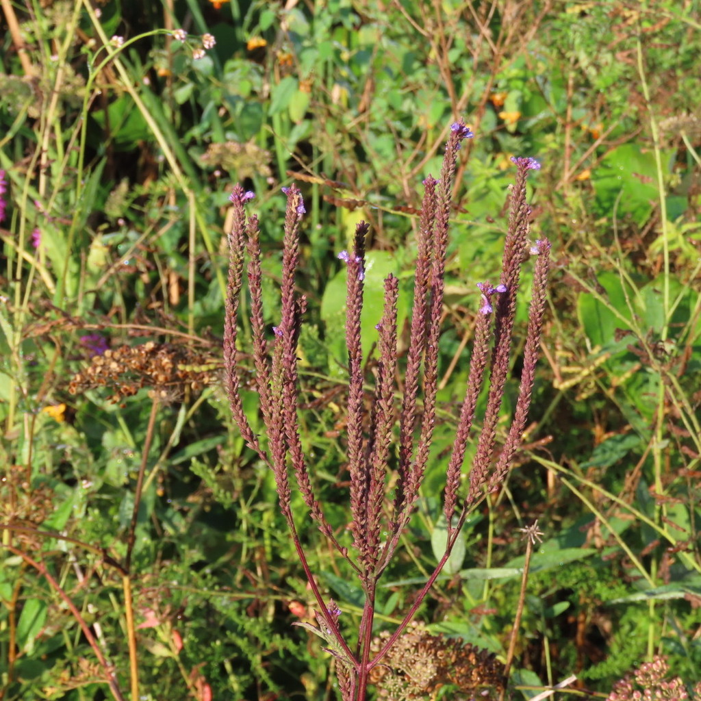 blue vervain from Great Meadows NWR, Concord, MA, USA on August 25 ...