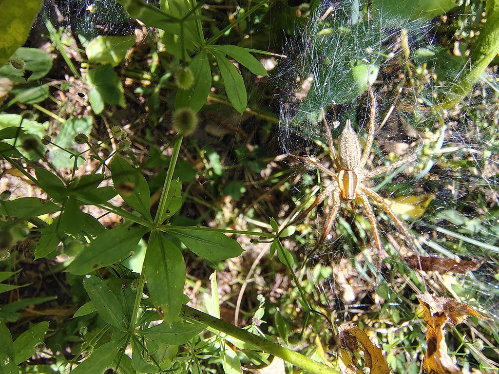Grass Spiders from Delaware, OH 43015, USA on August 28, 2024 at 12:48 ...