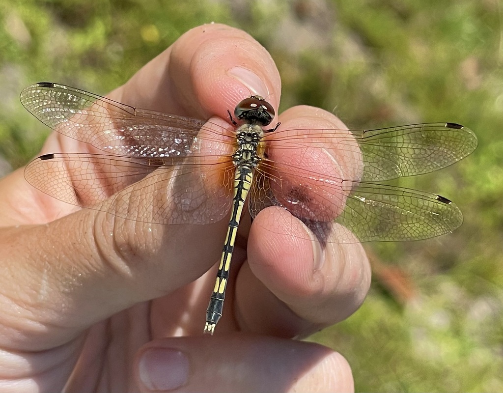 Dancing Dropwing from Cam Hải Đông, Cam Lâm, Khánh Hòa, Вьетнам on ...