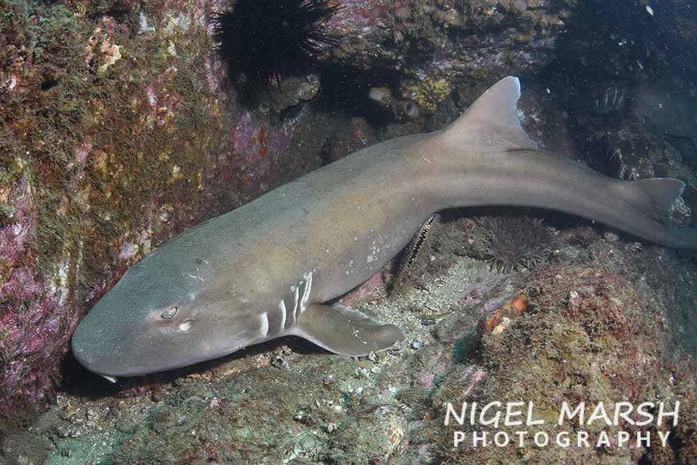 Brown-banded Bamboo Shark (Chiloscyllium punctatum) - Marine Life ...