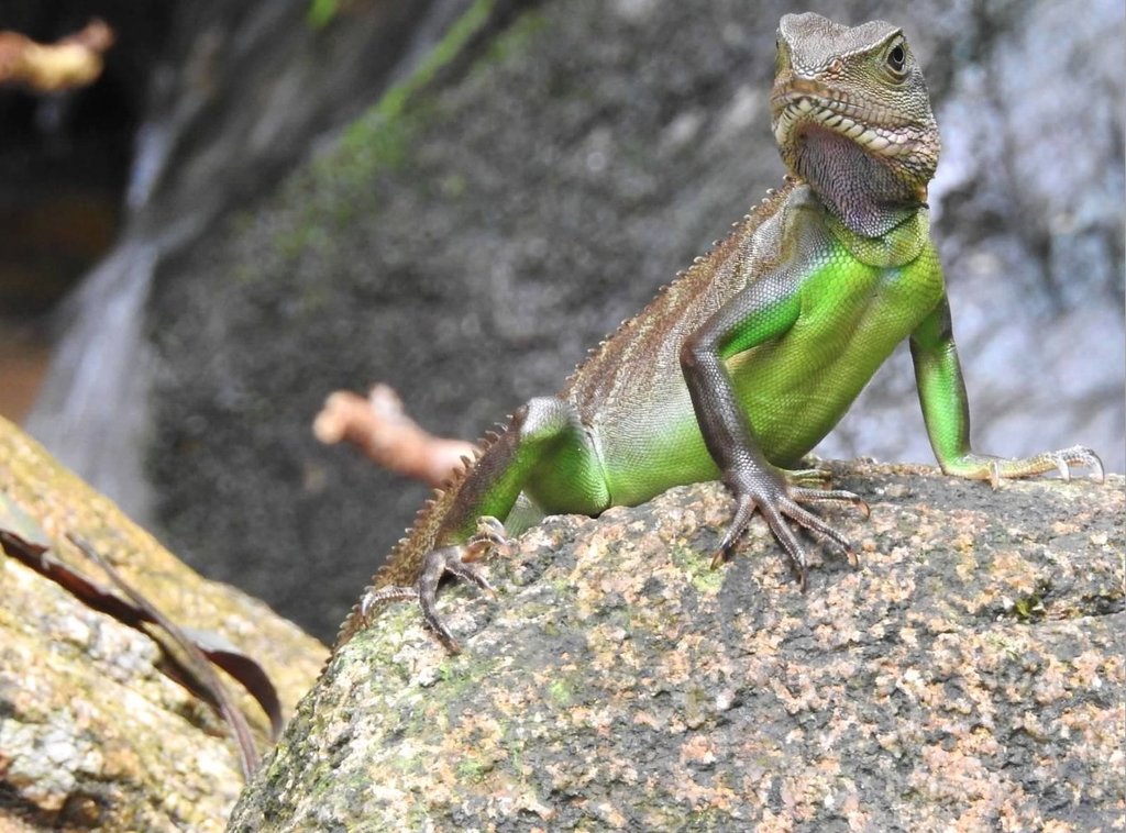 Chinese Water Dragon from 慈沙古道 on August 28, 2016 by Alan Kwok (King ...