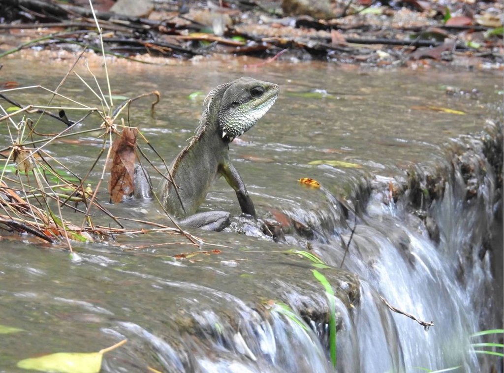 Chinese Water Dragon from 慈沙古道 on August 28, 2016 by Alan Kwok (King ...
