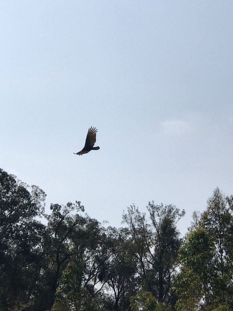 Turkey and Yellow-headed Vultures in August 2024 by igor-santos ...