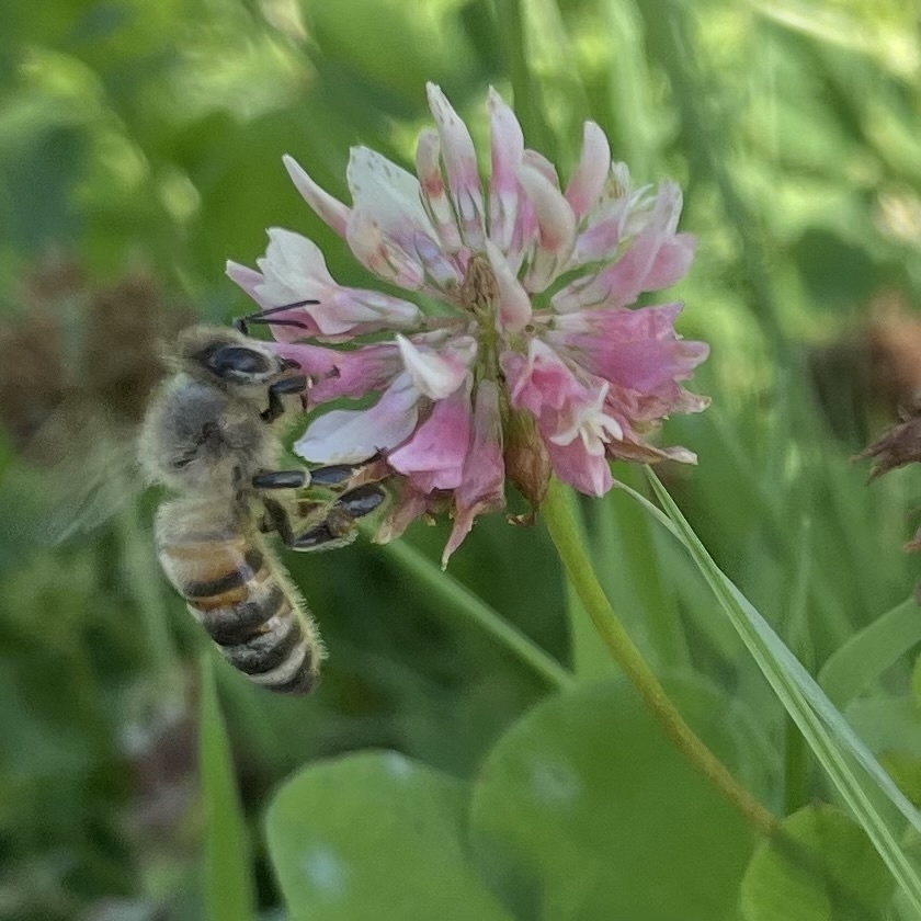 Western Honey Bee from Île de Montréal, Montréal, QC, CA on August 28 ...