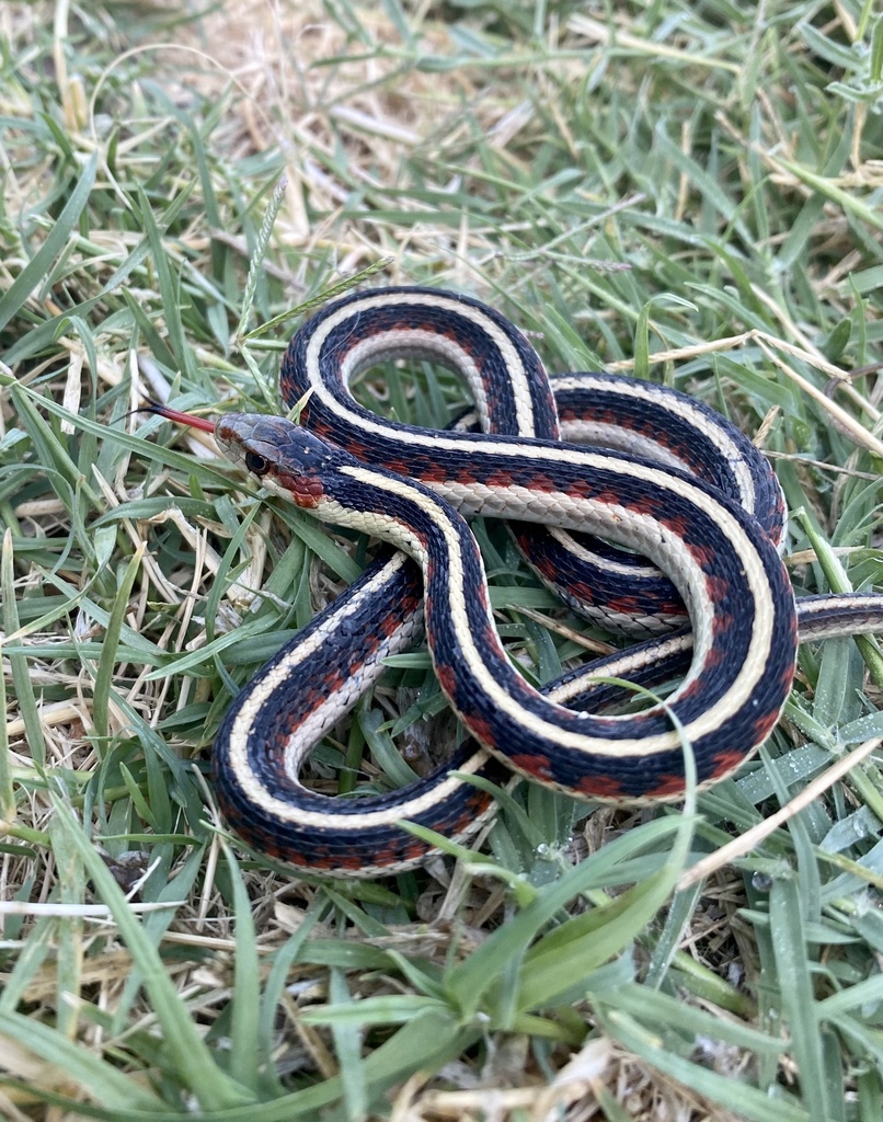 Valley Garter Snake in August 2024 by biggerdigger. Observed in ...