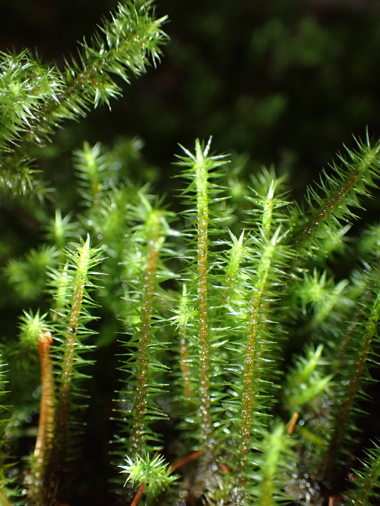 Golden-head Moss from Silverdale, UK on 28 August, 2024 at 12:56 PM by ...