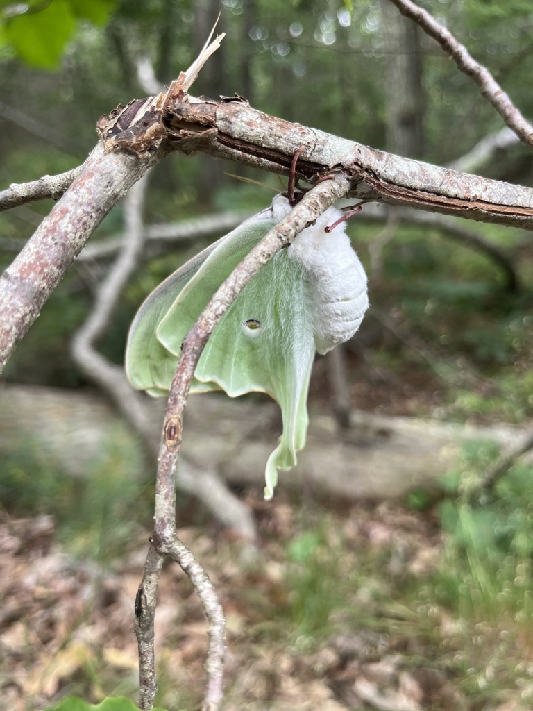 North American Luna Moth from Mt Agamenticas Rd, Cape Neddick, ME, US ...