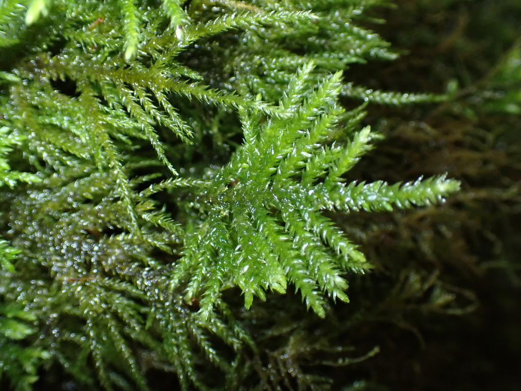 Fox-tail Feather-moss from Silverdale, UK on August 28, 2024 at 02:28 ...