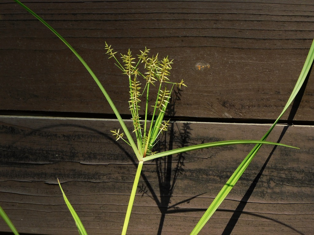 yellow nutsedge (Cyperus esculentus) - Botanical Realm