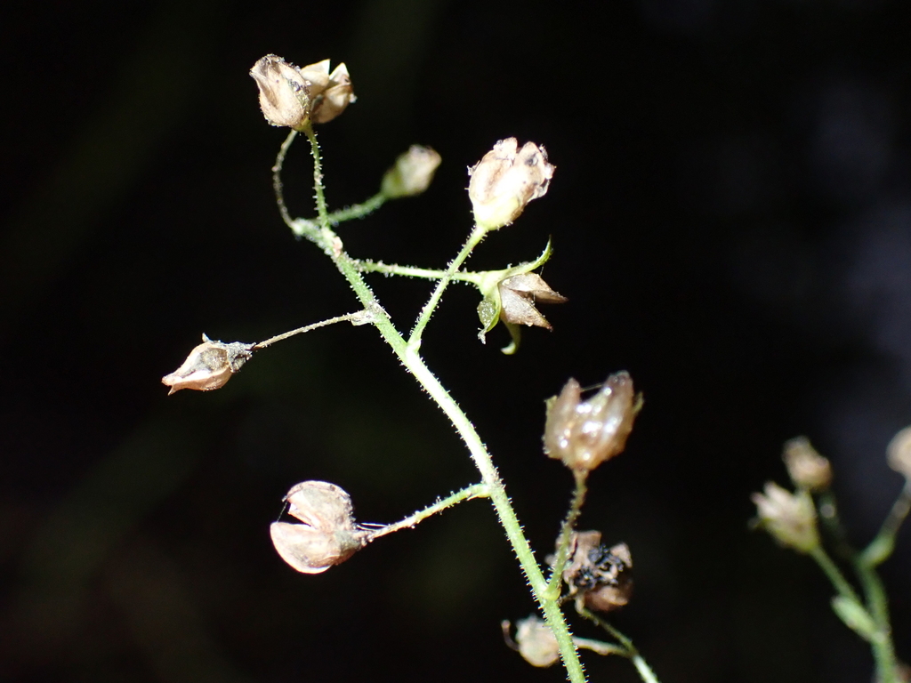 chain speedwell from Lancashire, UK on August 28, 2024 at 03:26 PM by ...