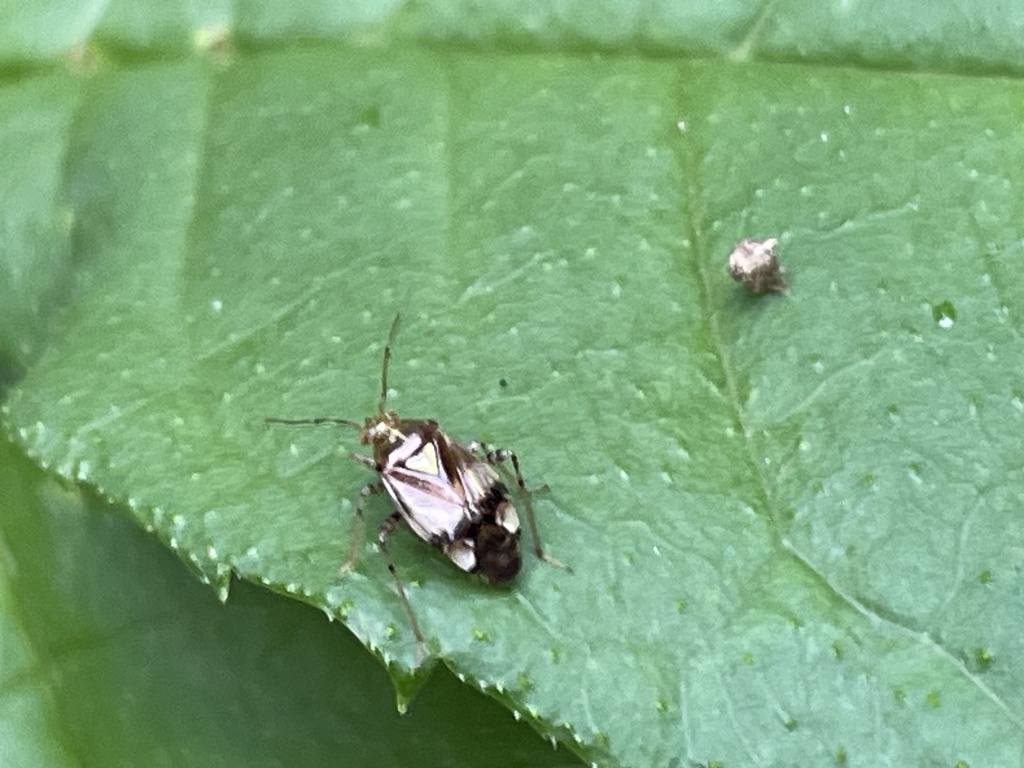 Three Spotted Nettle Bug from Court Road, Newent, England, GB on 28 ...