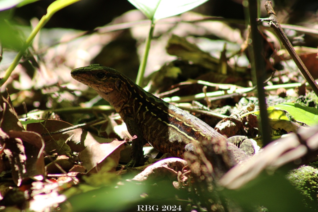 Huico centroamericano desde Palenque, Chis., México el 19 de julio de ...