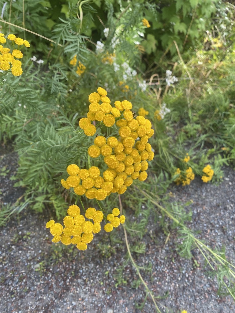 tansy from Whistler Rd, Whistler, BC, CA on August 27, 2024 at 10:12 AM ...