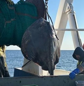 Roughtail Stingray from Ocean County, NJ, USA on August 28, 2024 at 03: ...