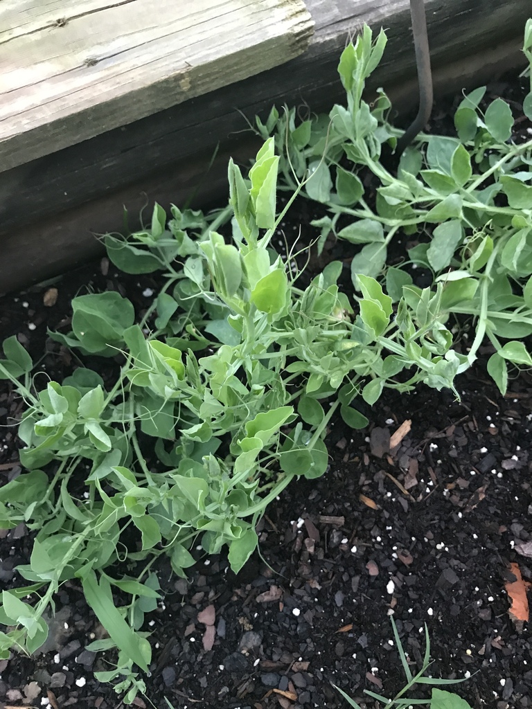 Common Pea from 169 W Allens Bridge Rd, Greeneville, TN, US on June 19 ...