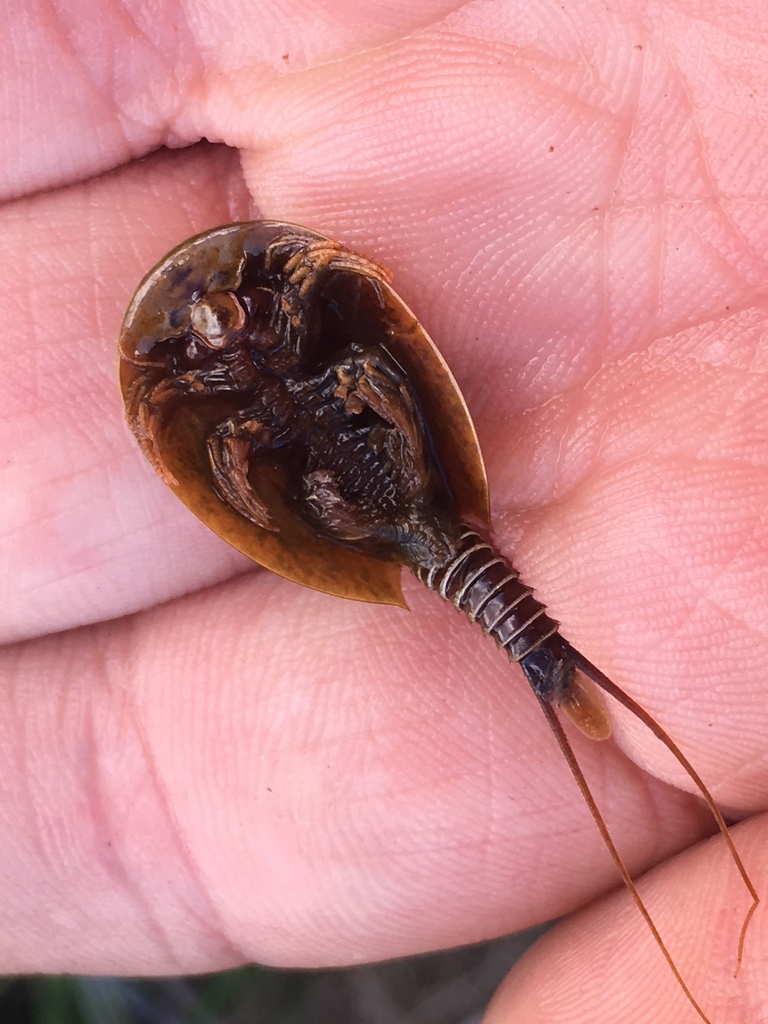 Lepidurus in June 2019 by Matt Berger. In a stagnant canal near a road ...