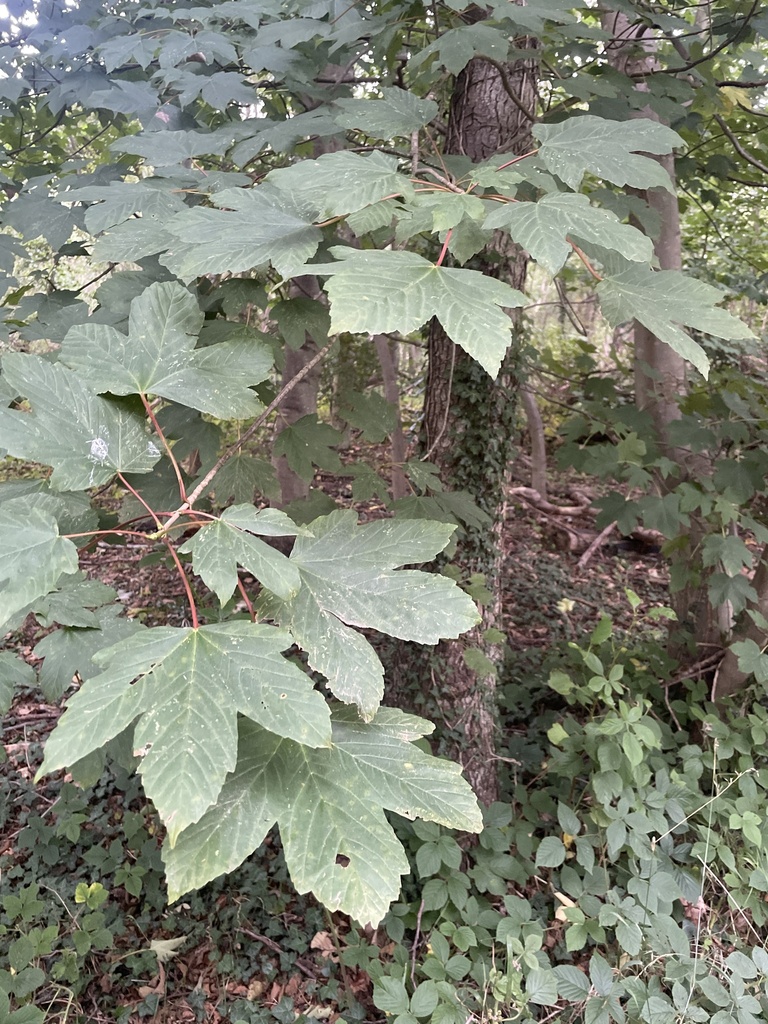 sycamore maple from Fife, Scotland, GB on August 22, 2024 at 05:34 PM ...