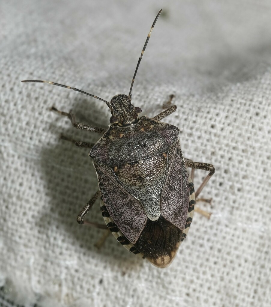 Brown Marmorated Stink Bug from 31 Lindhorst, Deutschland on August 28 ...