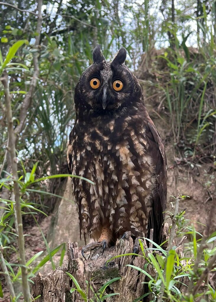 Stygian Owl from La Playa, Norte de Santander, Colombia on August 28 ...