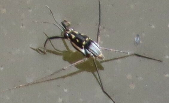 Trepobates subnitidus from Dundurn B, Hamilton, ON, Canada on August 28 ...