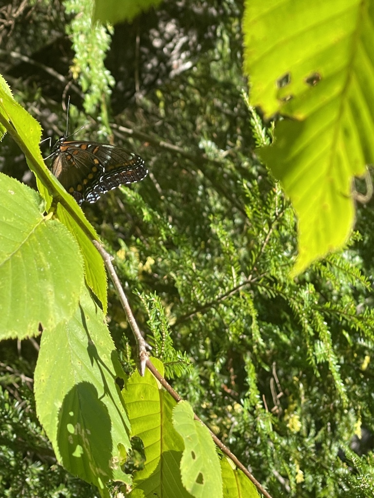 Red-spotted Admiral from Emerald Dr, Barrington, NH, US on August 28 ...