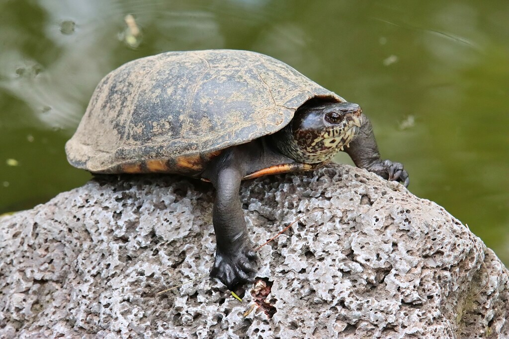 Mexican Mud Turtle from Bosque Los Colomos, C. El Chaco 3200 ...
