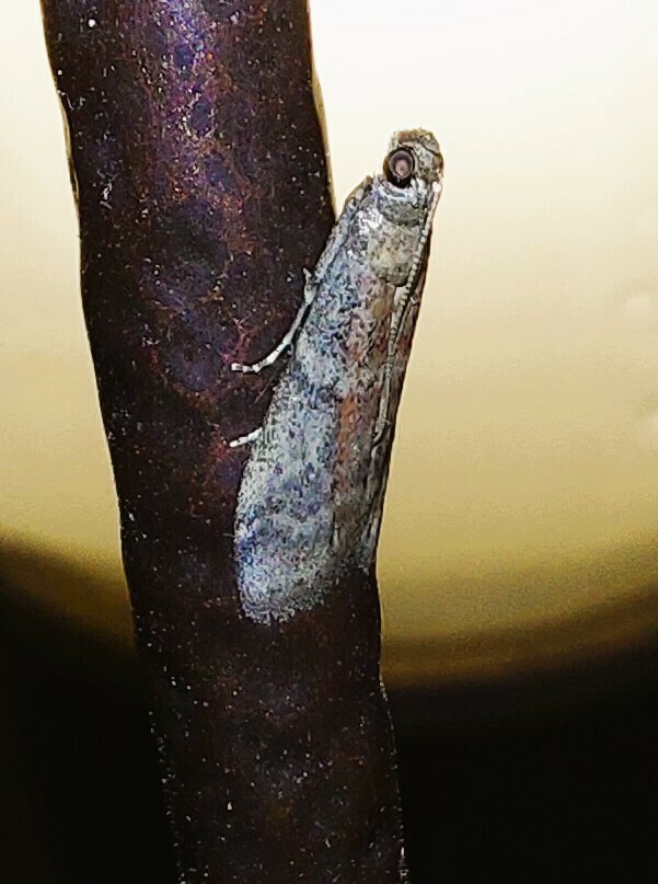 false cacao moth from Варна, Болгария on August 27, 2024 at 09:05 PM by ...
