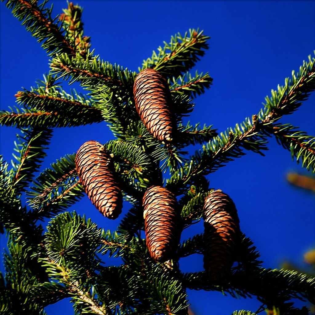 Norway spruce (Spruces of Southern Ontario (Common Species ...
