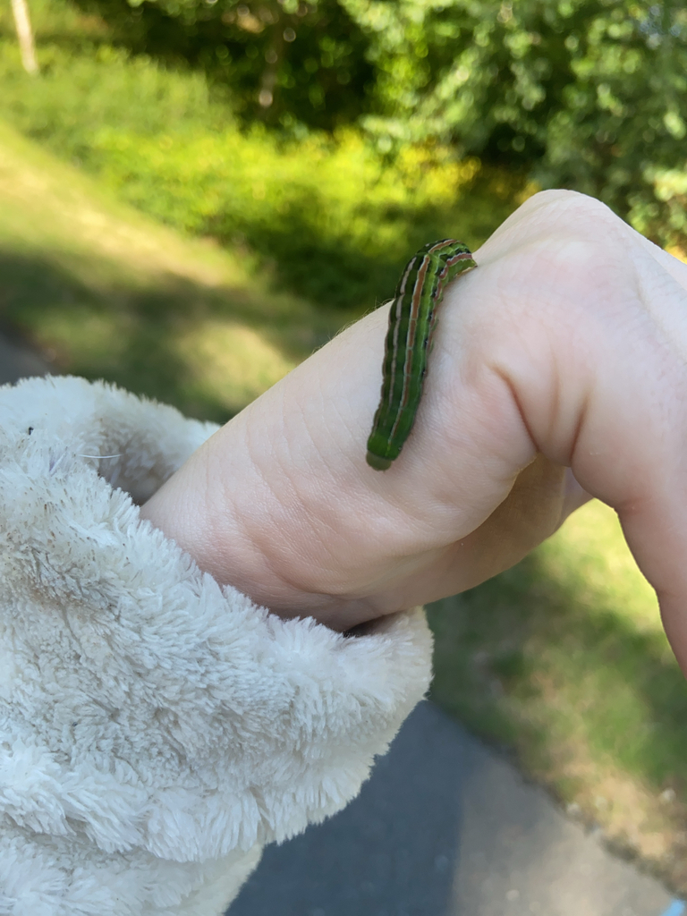 Girdler Moth from Woodinville on August 28, 2024 at 03:36 PM by ...