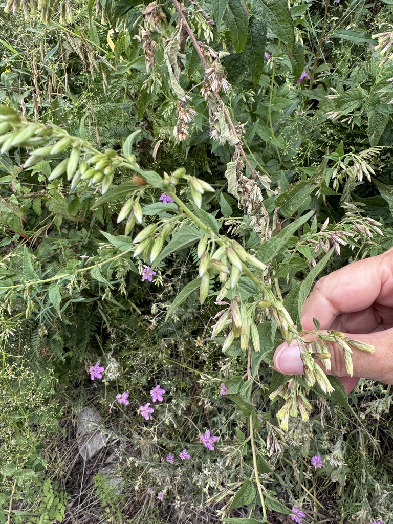 stinking brickellbush from Pima County, AZ, USA on August 28, 2024 at ...