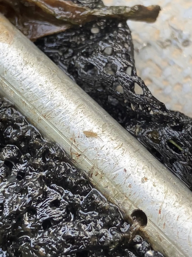 Homidia socia from Theodore Wirth Regional Park, Minneapolis, MN, US on ...