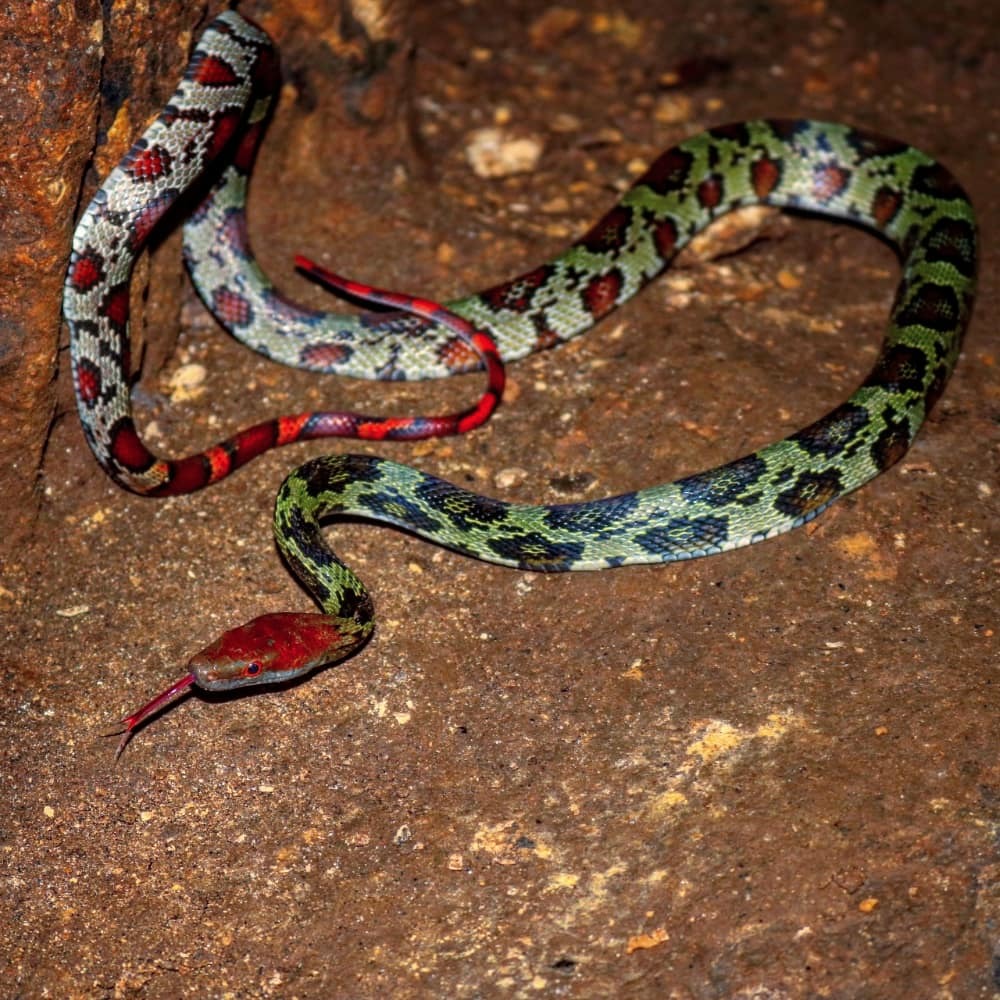 Elaphe moellendorffi (Boettger, 1886)