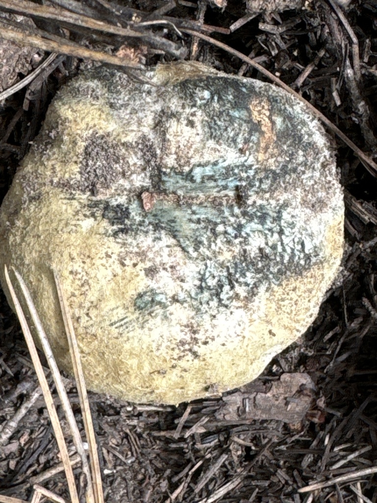 Cornflower Bolete in August 2024 by pinonbistro. Grassy sandy soil ...