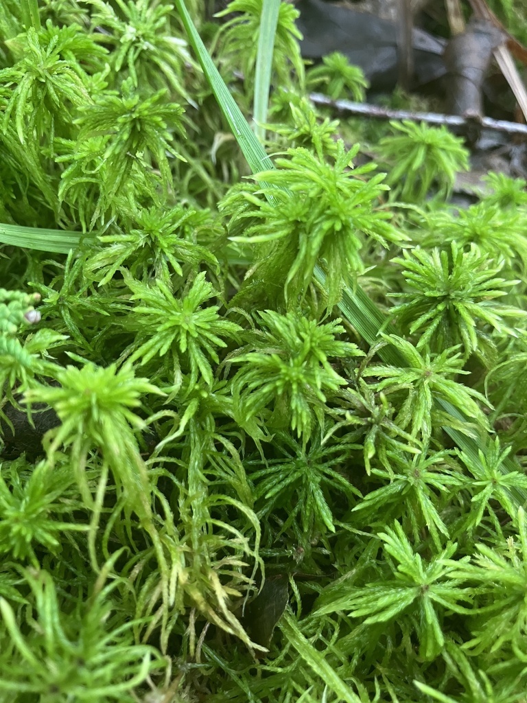 Girgensohn's Peatmoss from Covington, MI, US on August 28, 2024 at 10: ...