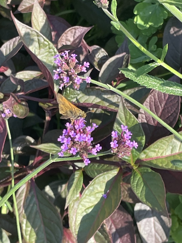 Huron Sachem from Logan Square, Philadelphia, PA, US on August 28, 2024 ...