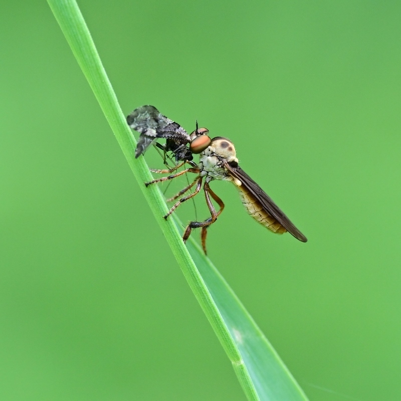 Gnat Ogres in July 2024 by roamingthewoods · iNaturalist