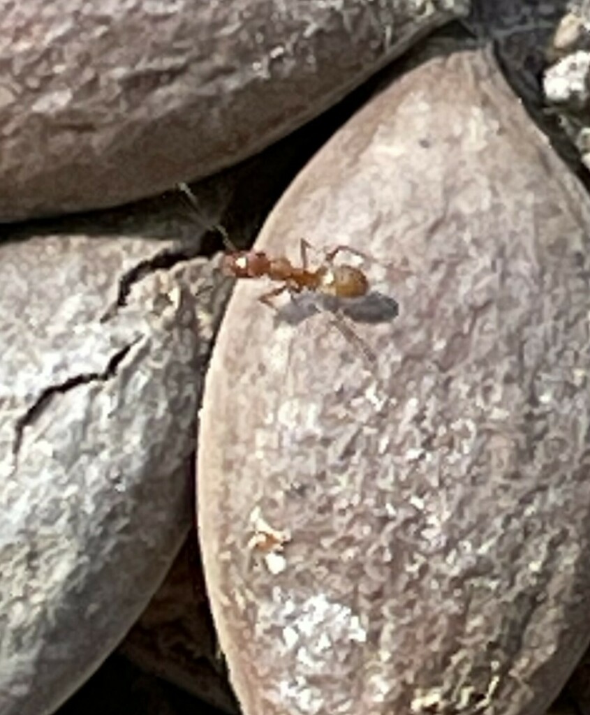 Red Imported Fire Ant from Gibson Springs, Henderson, NV, USA on August ...