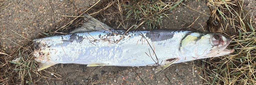Ladyfish from E 14th St, Port Isabel, TX, US on August 28, 2024 at 11: ...
