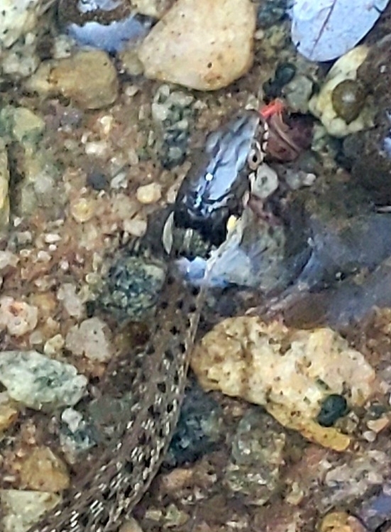 Two-striped Garter Snake in August 2024 by Elizabeth Lockhart · iNaturalist
