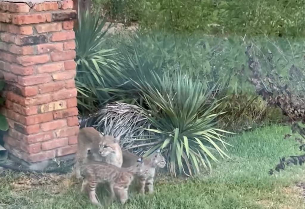 Bobcat from Piper Ct, Richardson, TX, US on August 28, 2024 at 08:12 PM by henrya · iNaturalist