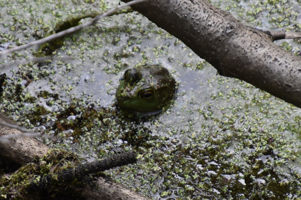 American Bullfrog from Nags Head Woods Preserve, 701 Ocean Acres Dr ...